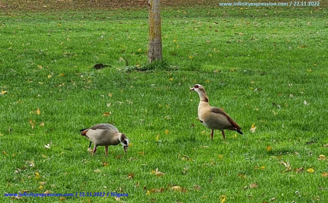 Nilgänse in Deutschland… – infinityexpression.com